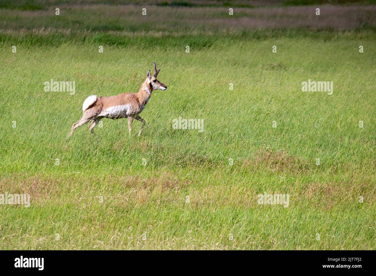 A Montana pronghorn antelope running in the green field Stock Photo - Alamy