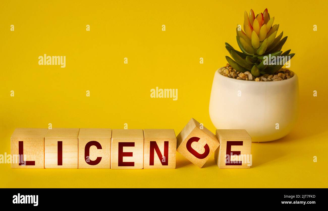 LICENSE word from wooden blocks on yellow background with cactus flower ...