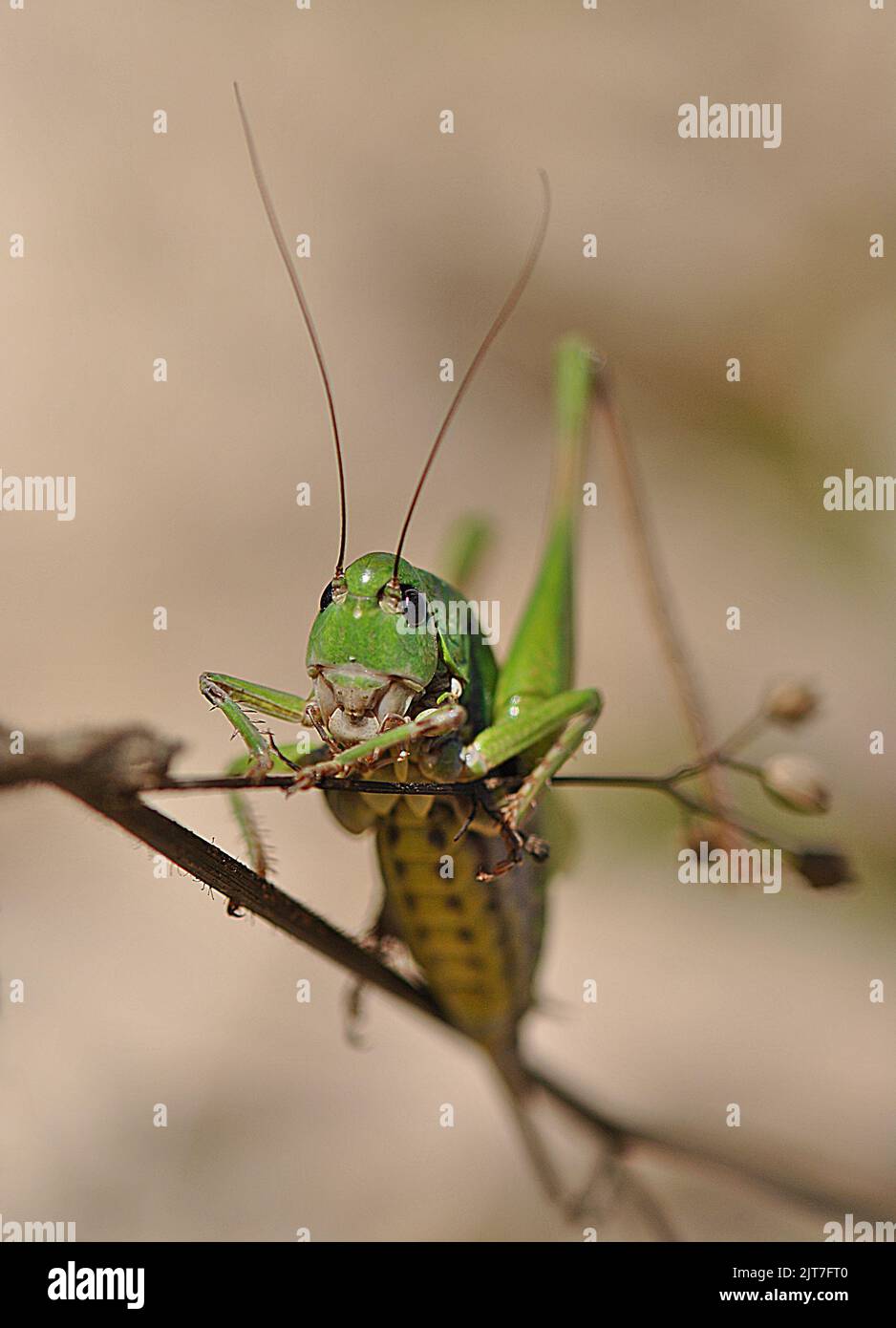 A vertical view of a lovely green grasshopper standing on a tiny branch ...