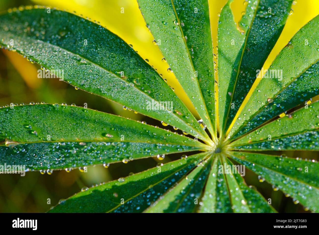 The close-up view of wet green large-leaved lupin leaf before the ...