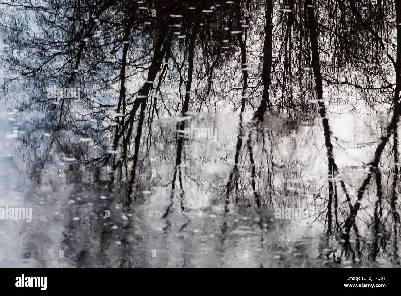 The reflection of tree branches on the frozen water Stock Photo - Alamy