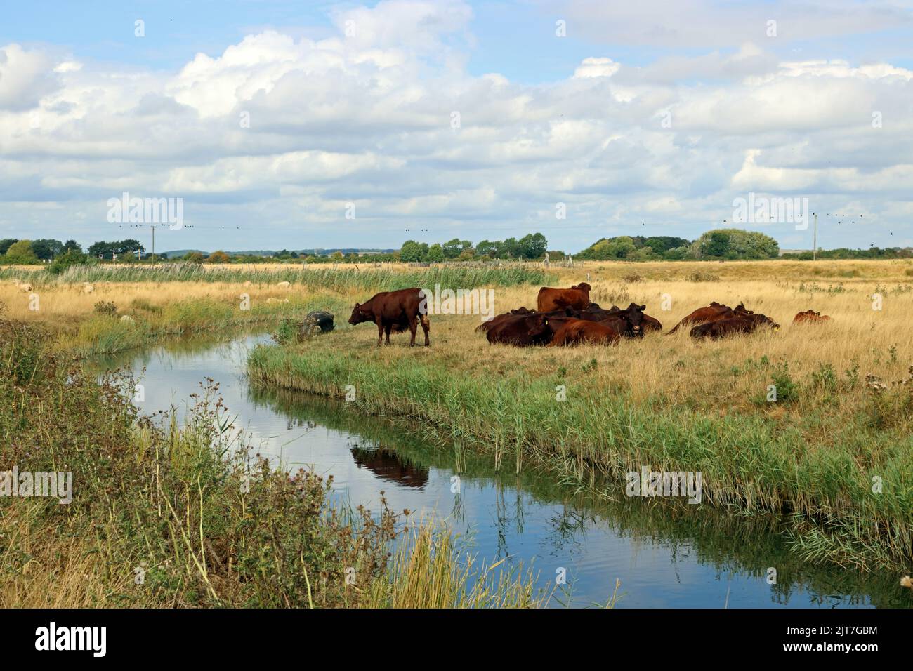 Cattle grazing beside Puddledock Sewer stream near St Thomas a Becket ...