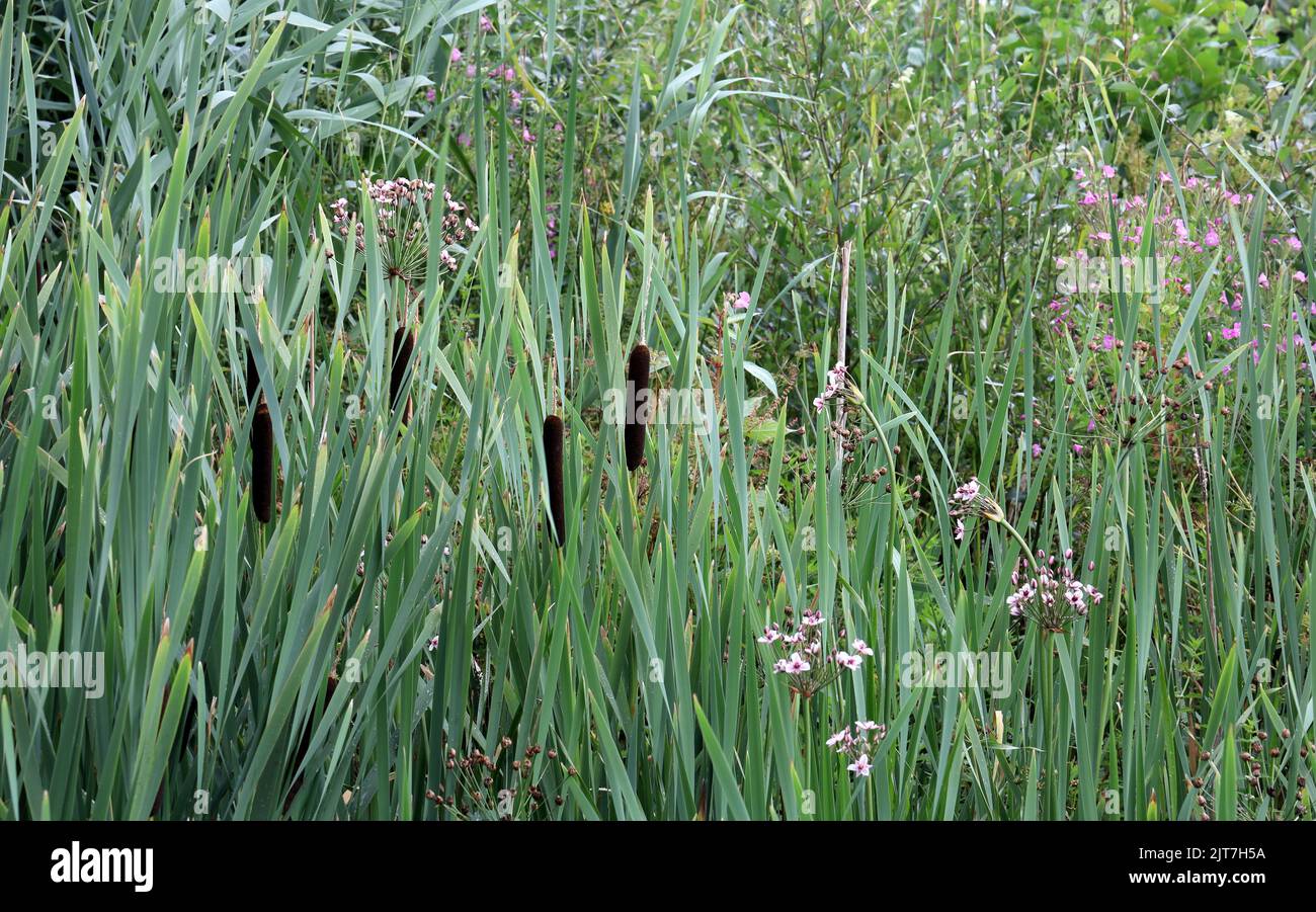 Reed mace, Cardiff Bay. Cardiff. July 2022 Stock Photo - Alamy