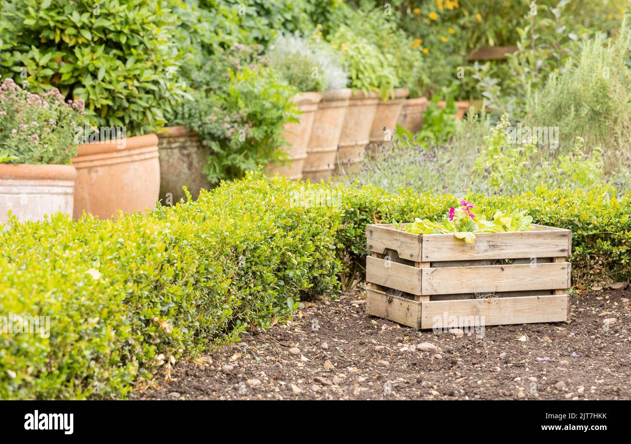 potted flowers in a rustic wooden box set in a vegatable garden to help ...