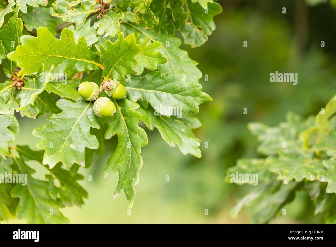 Oak branch with green leaves and acorns on a sunny day. selective focus, background blur, copy ...