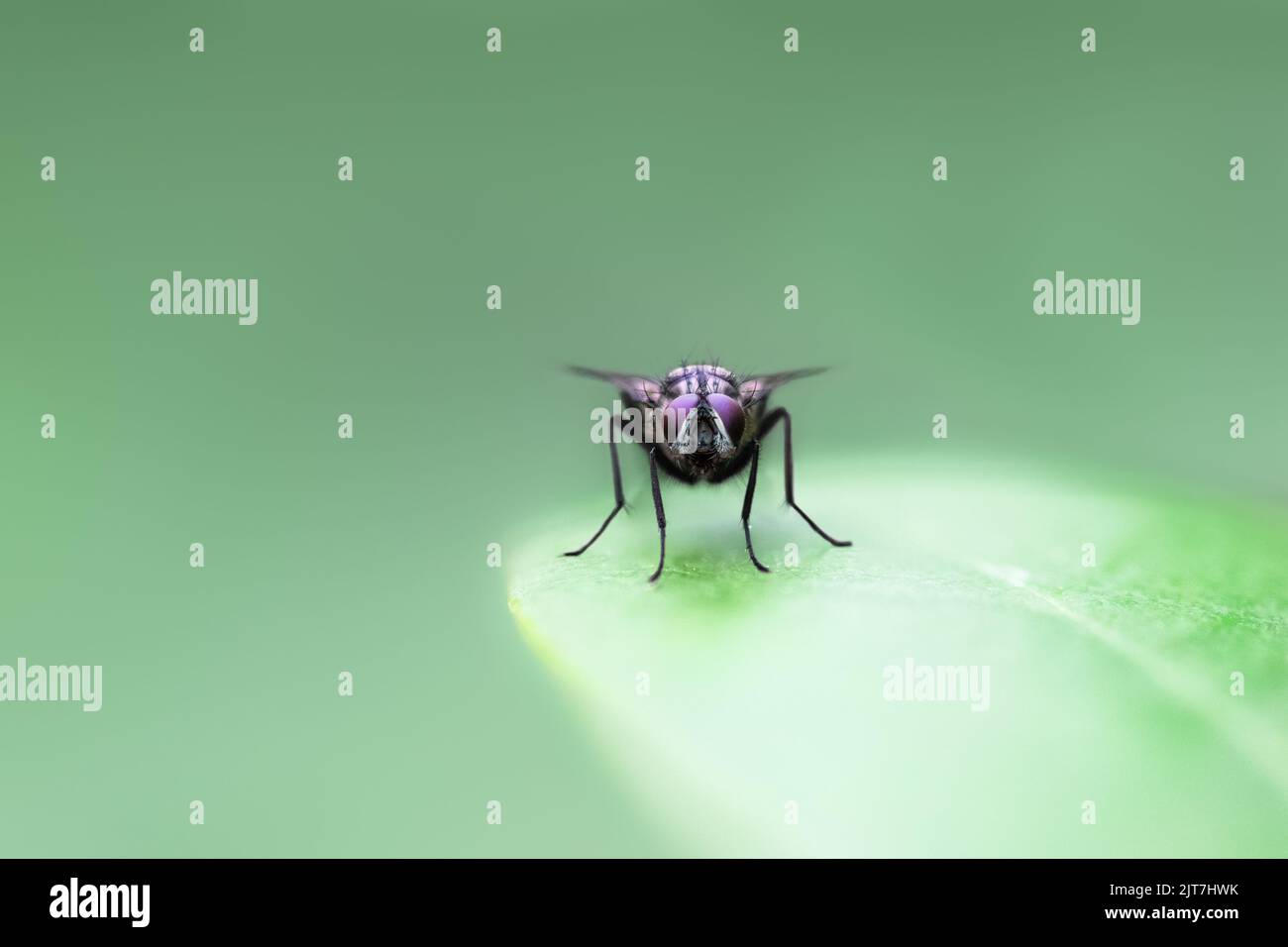 A common fly on a leaf, light green background, minimalism, negative ...