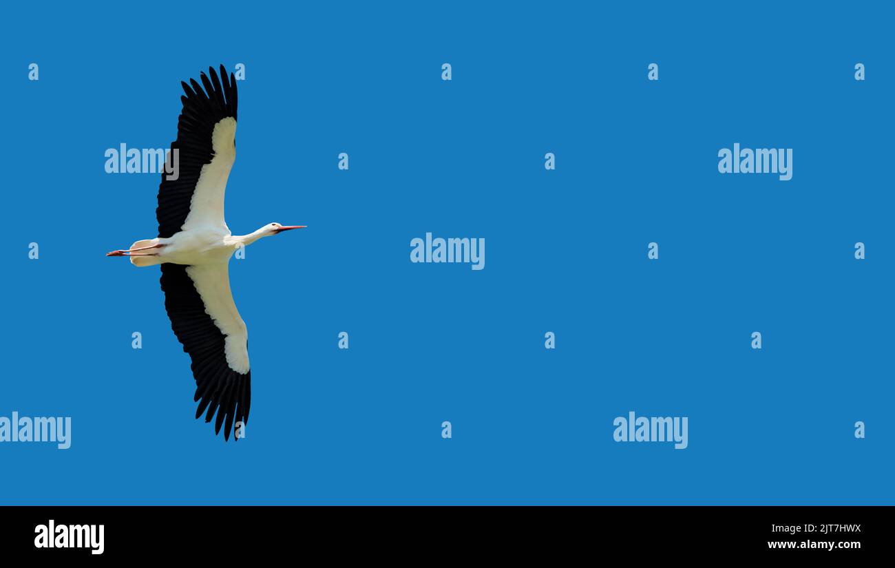 A flying stork with blue sky, minimalism, empty space, rule of thirds ...