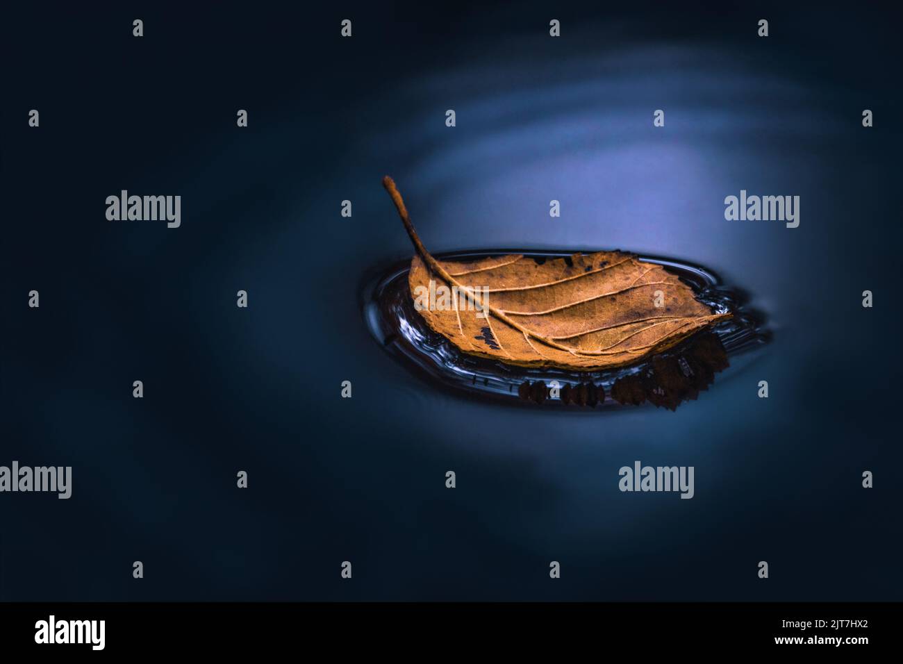 A brown leaf floating in water, minimalism Stock Photo - Alamy