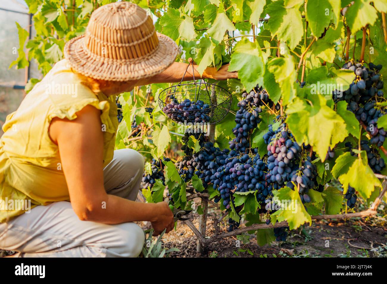 Farmer picking harvest of grapes on ecological farm. Woman cuts blue ...