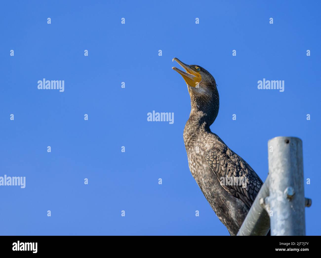 A portrait of a double-crested Cormorant with bright yellow colors with ...