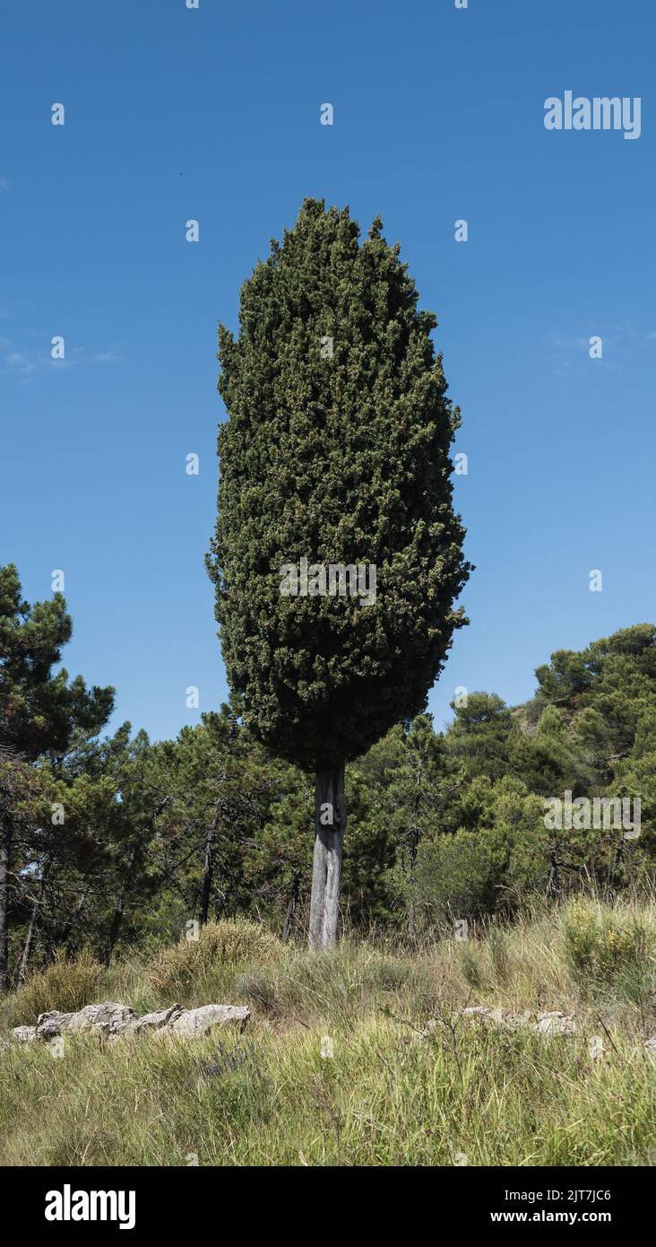 A vertical shot of a dense tall tree surrounded by greenery with a blue ...
