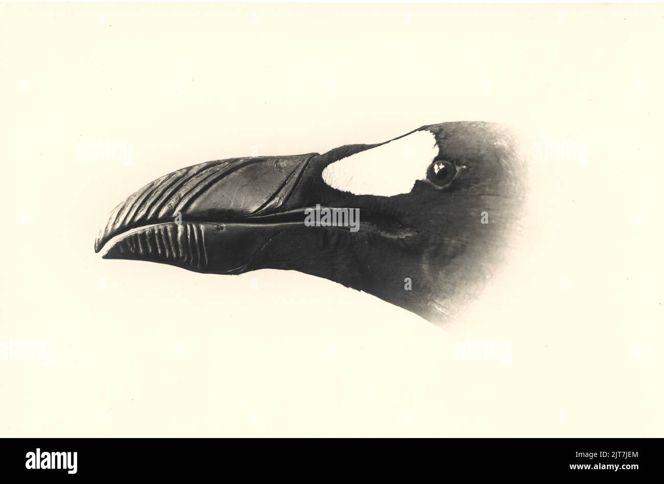 great auk, (Pinguinus impennis), also garefowl, original photo print ...