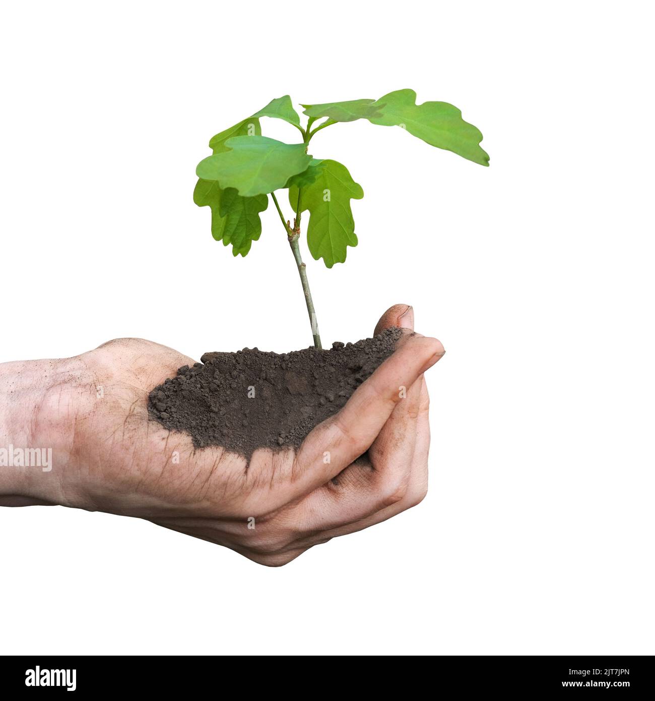 Oak tree seedling hand Cut Out Stock Images & Pictures - Alamy