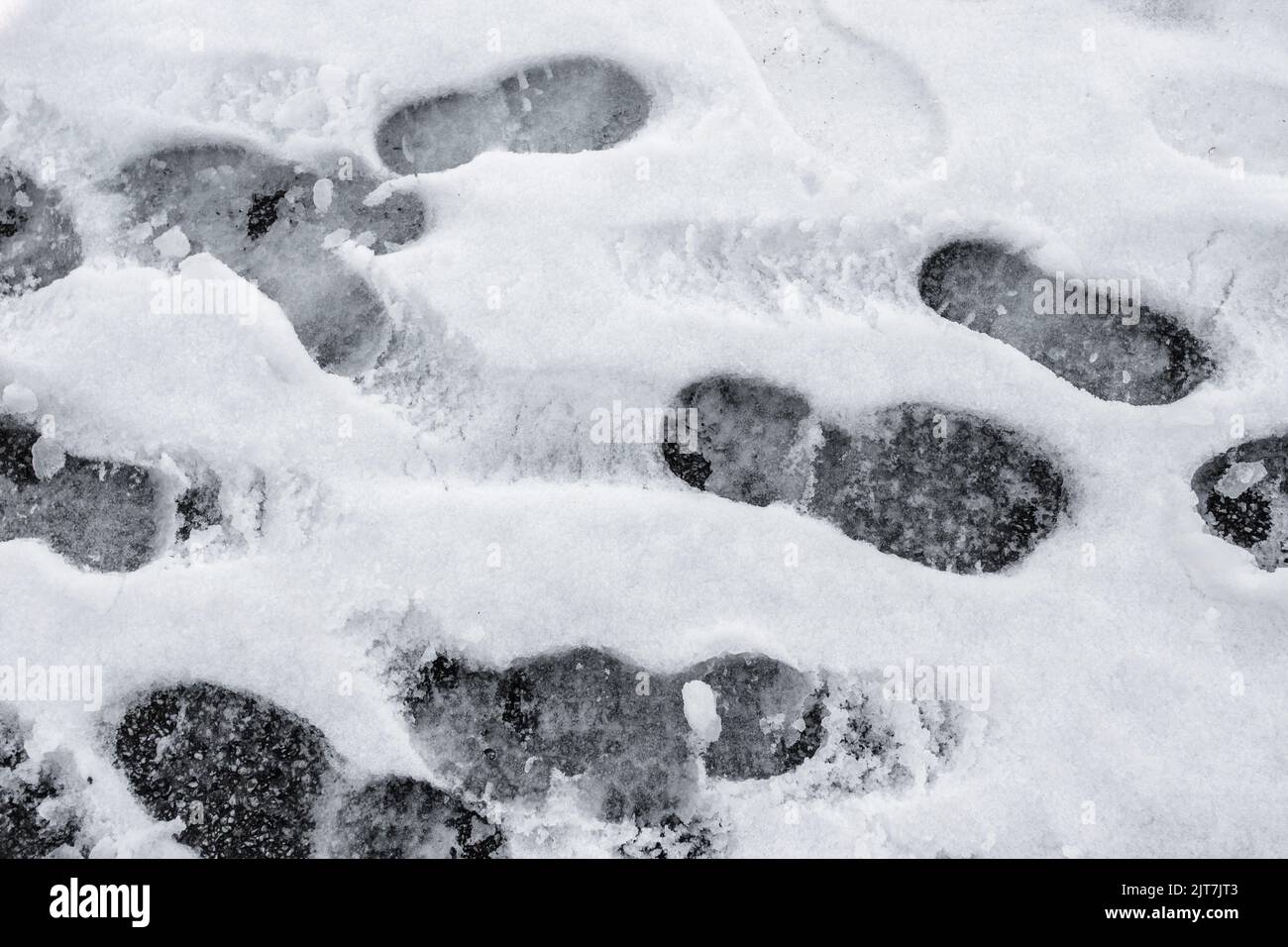 Lots of footprints in snow. It can be used as texture or background and ...