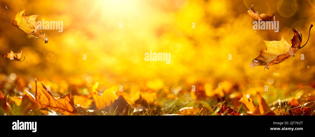 Close-up Of Forest Floor With Falling Leaves And Soft Golden Light ...