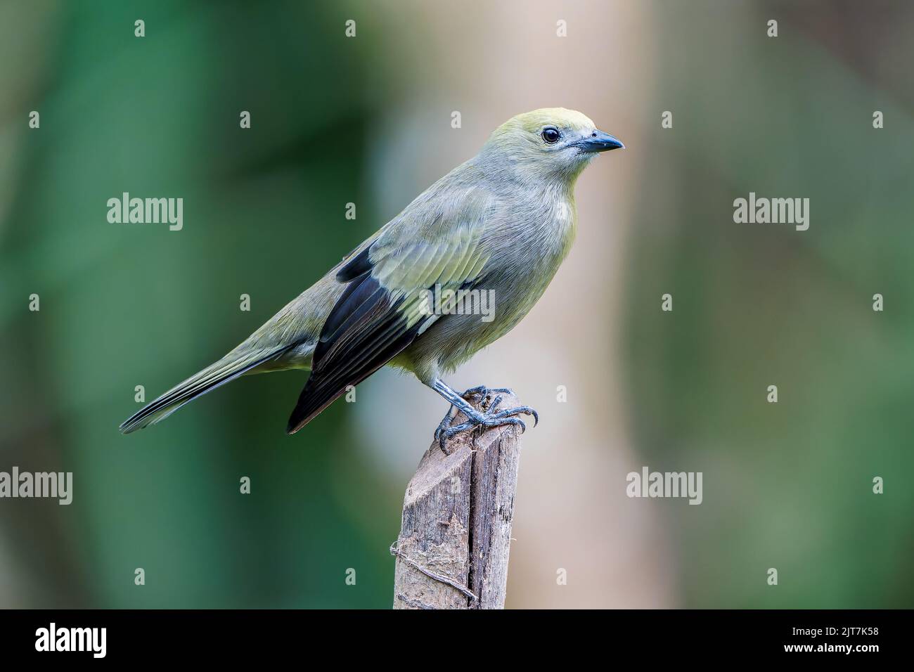 Palm Tanager (Thraupis palmarum) songbird perched on a branch in Costa ...
