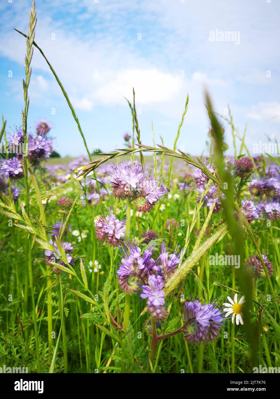 Lacy flowers hi-res stock photography and images - Alamy