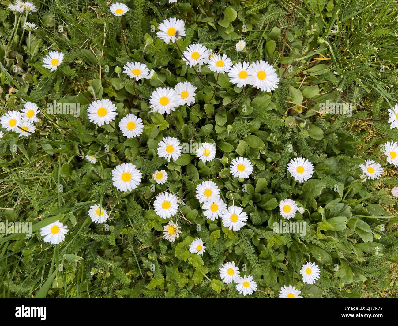 A closeup shot of common daisies growing in the garden Stock Photo - Alamy