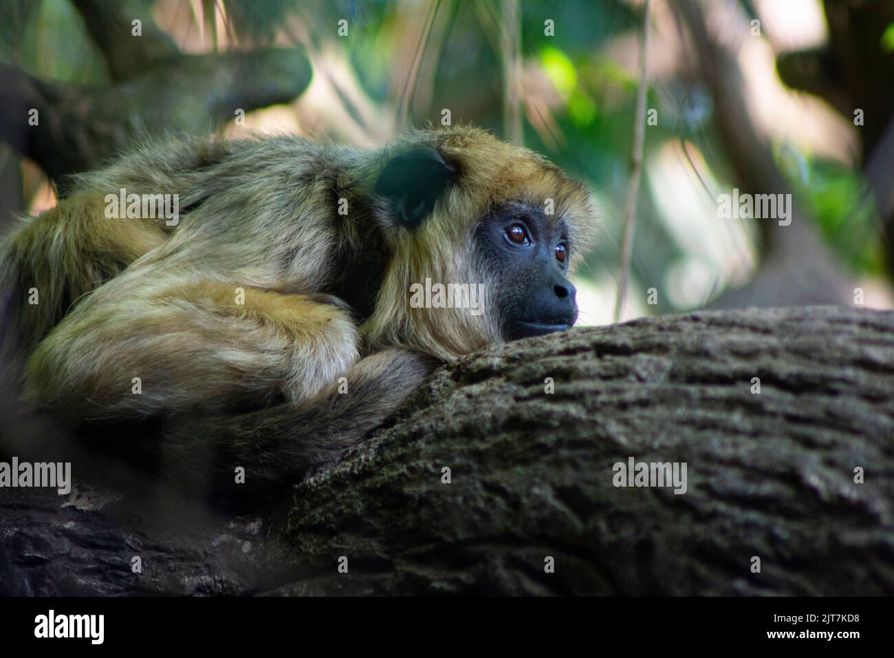 A selective focus of a sad sister howler monkey lying on a brach with ...
