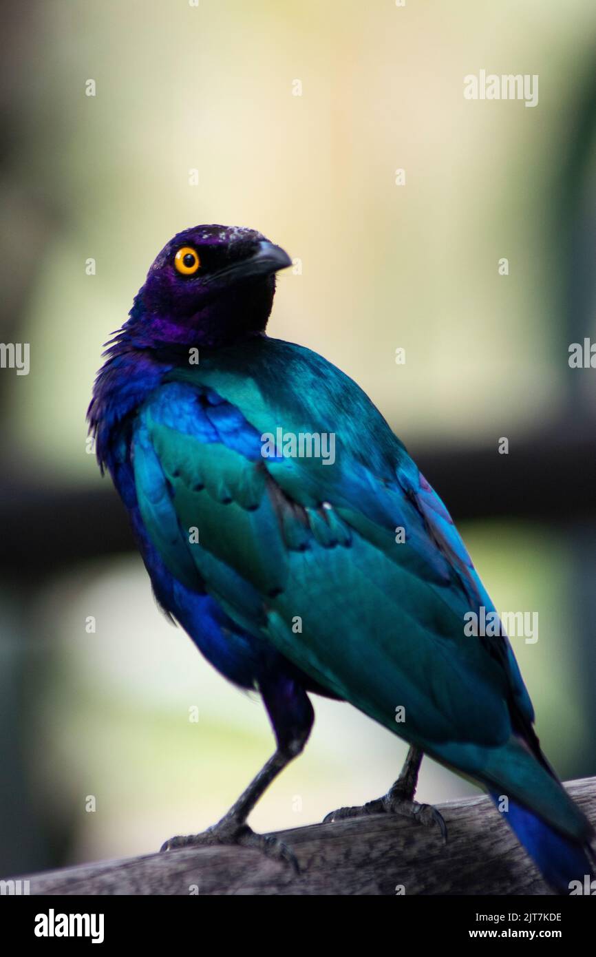 A selective focus of a rear view of a purple starling with bended head ...