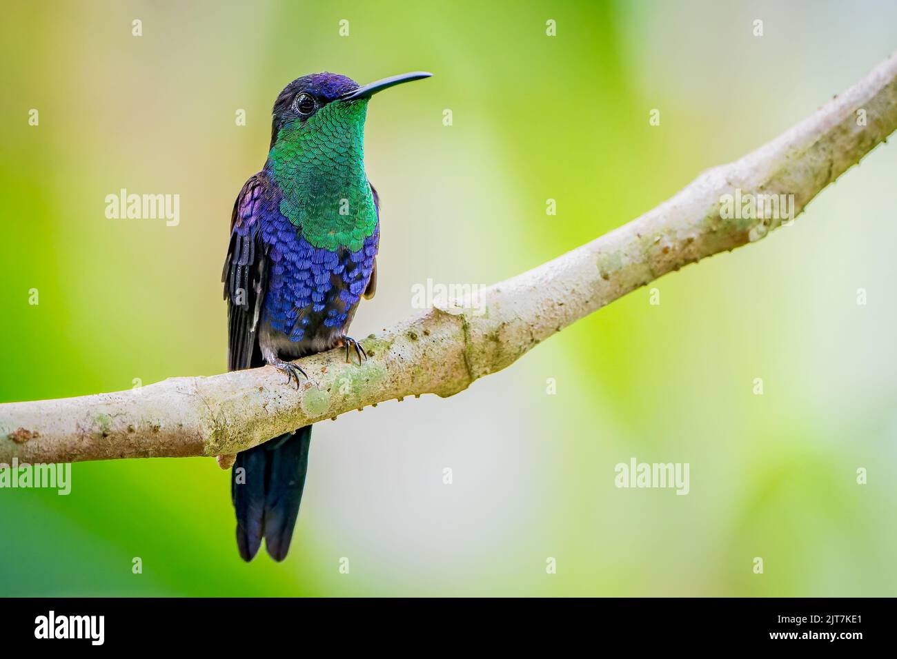 Crowned woodnymph, Thalurania colombica, hummingbird in the Costa Rican ...