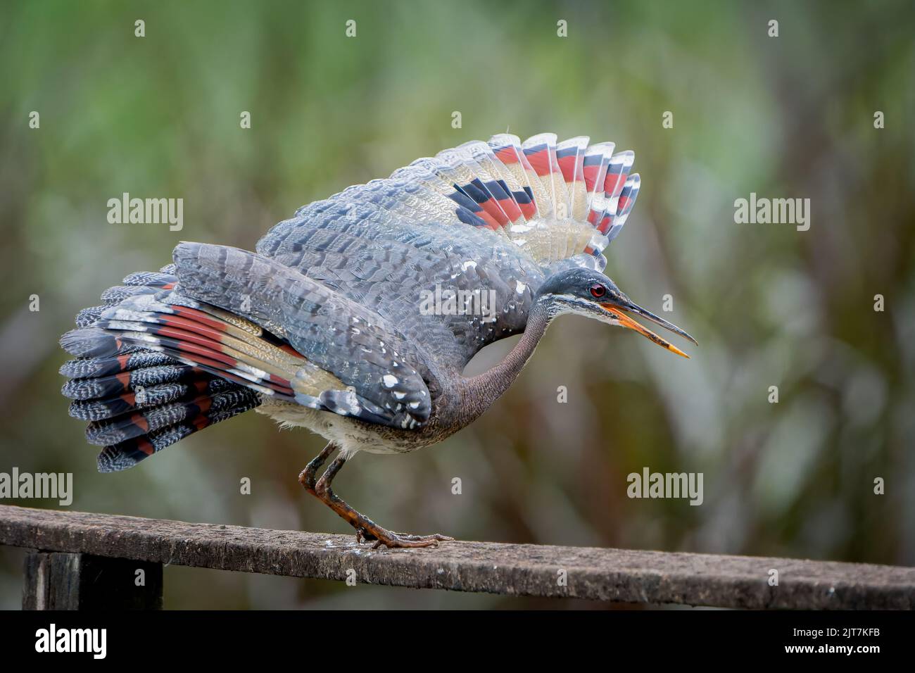 Sunbittern wing hi-res stock photography and images - Alamy