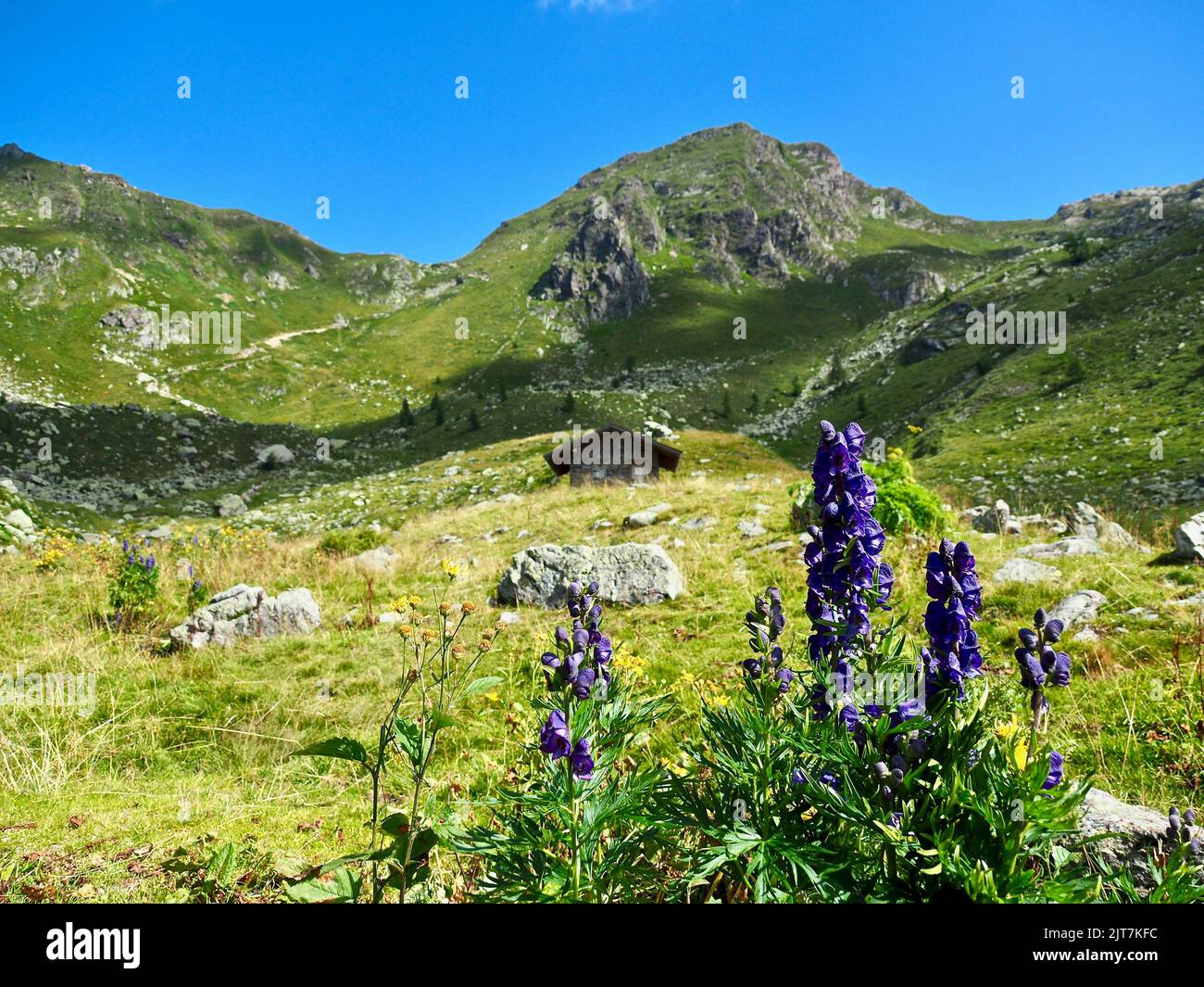 Wolfs banes hi-res stock photography and images - Alamy