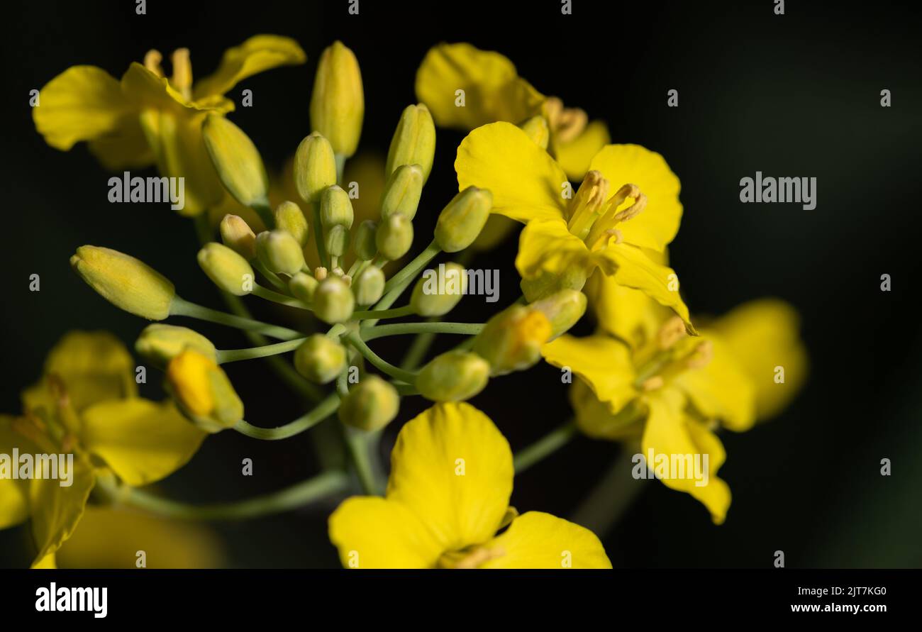 Rape plant and flowers in close-up. Cultivation of rapeseed. The plant ...