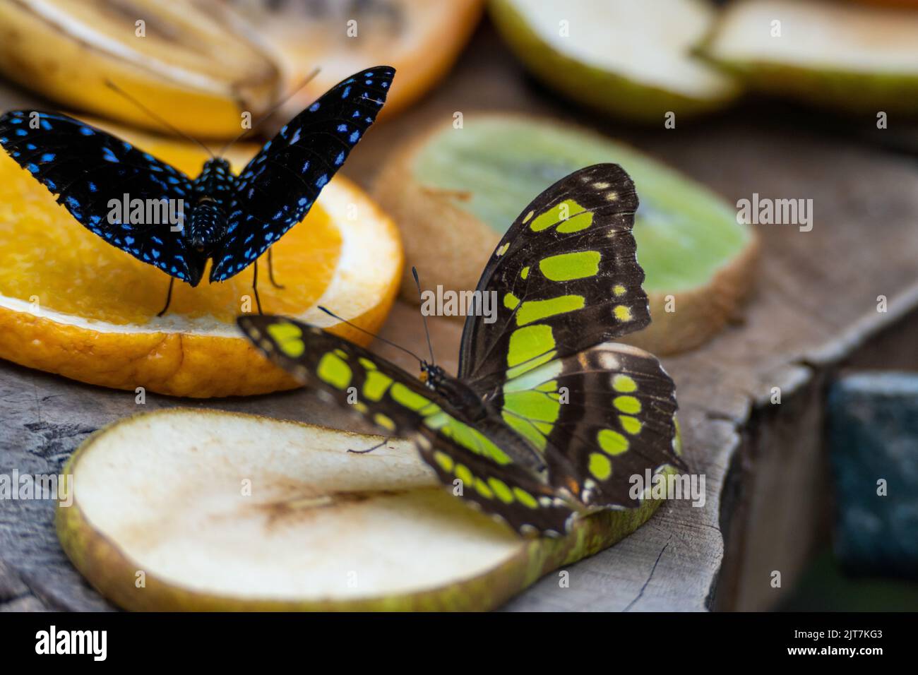 A close-up shot of a Swallowtail Butterfly on a pear, next to a Starry ...