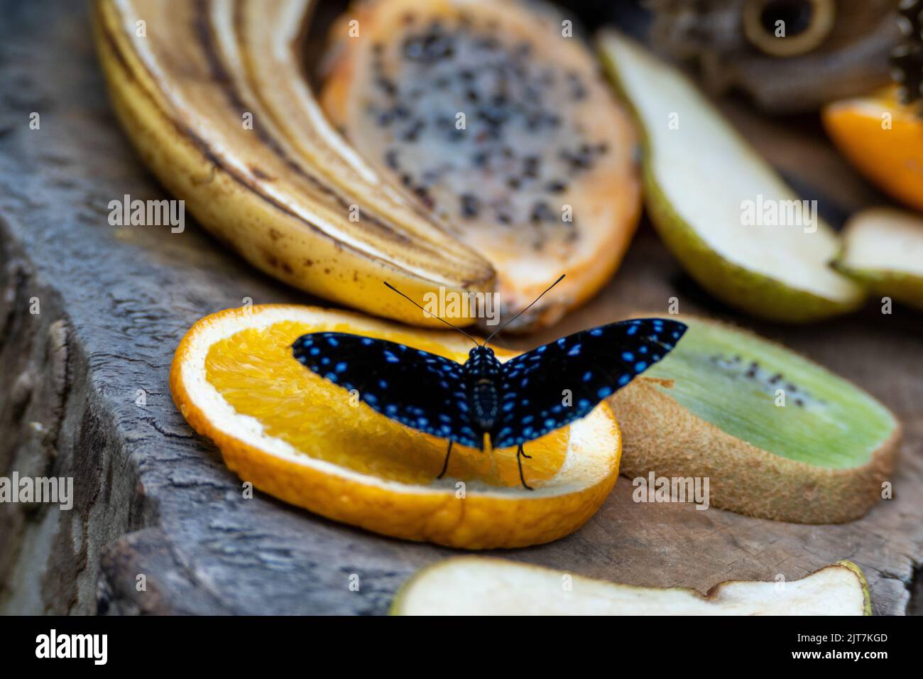 Starry night butterfly hi-res stock photography and images - Alamy
