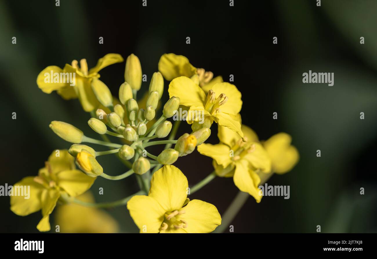 Rape plant and flowers in close-up. Cultivation of rapeseed. The plant ...