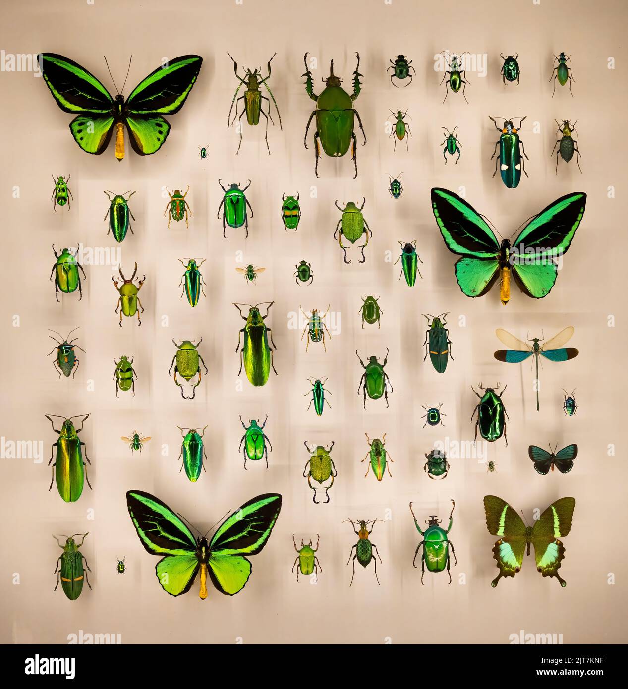 Green butterfly collection Stock Photo - Alamy