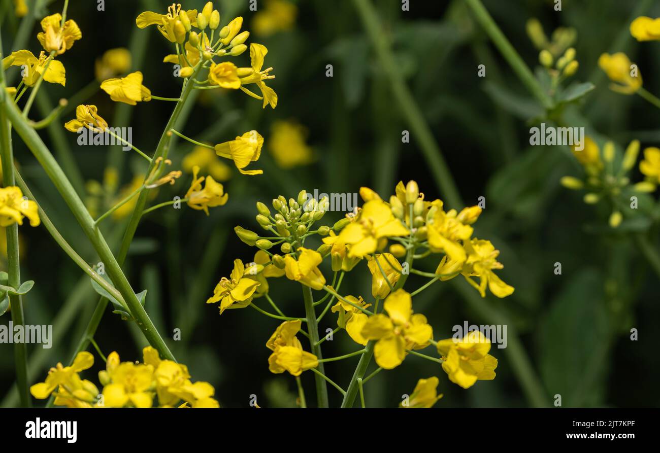 Rape plant and flowers in close-up. Cultivation of rapeseed. The plant ...
