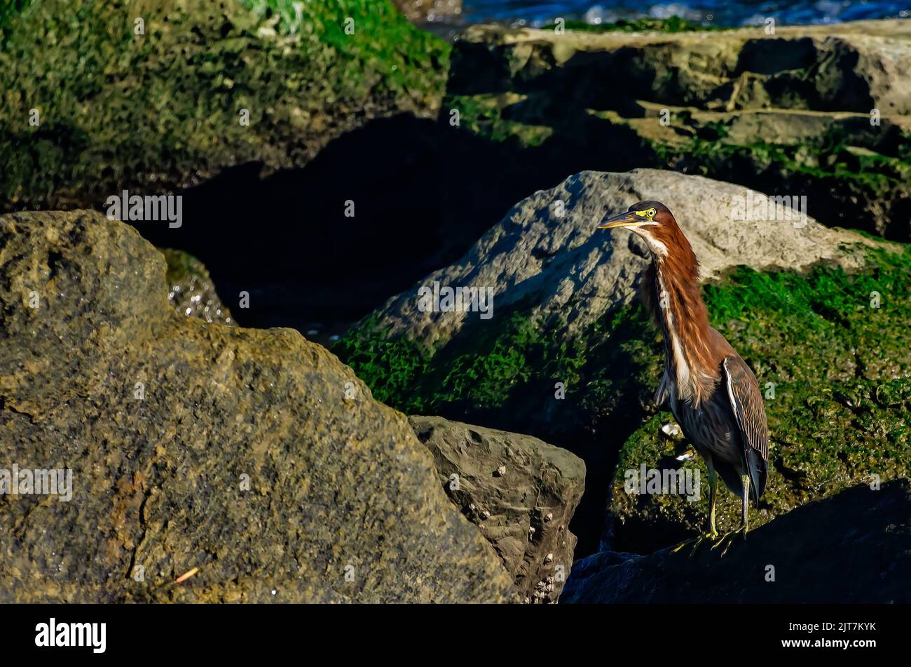 A green heron (Butorides virescens) stretches its neck as it hunts on a ...