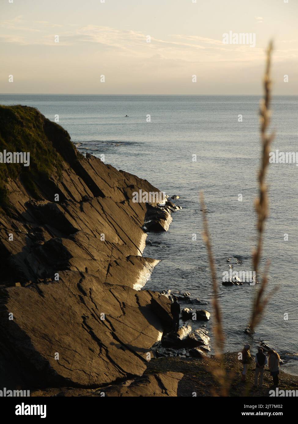 Vertical shot of Crackington Haven cliffs with wild grass, beach ...