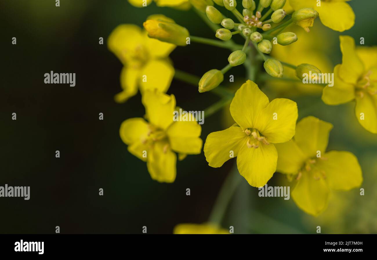 Rape plant and flowers in close-up. Cultivation of rapeseed. The plant ...