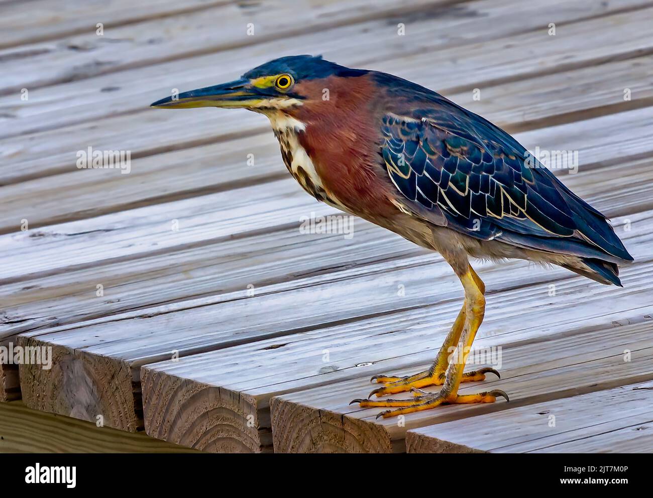 A green heron (Butorides virescens) perches on a wharf at Dauphin ...