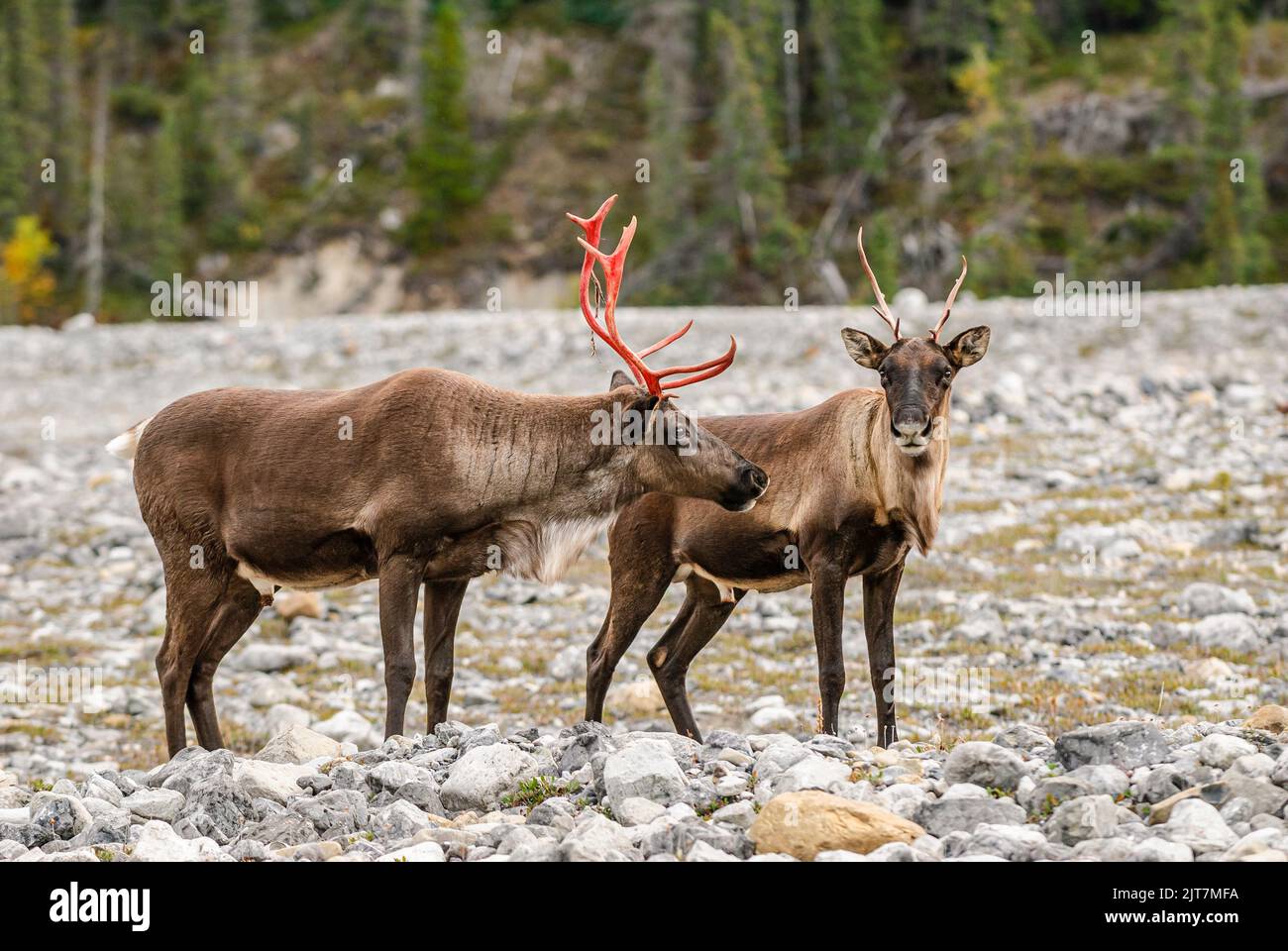 Woodland Caribou Vs Mountain Caribou at Victoria Mcbrien blog