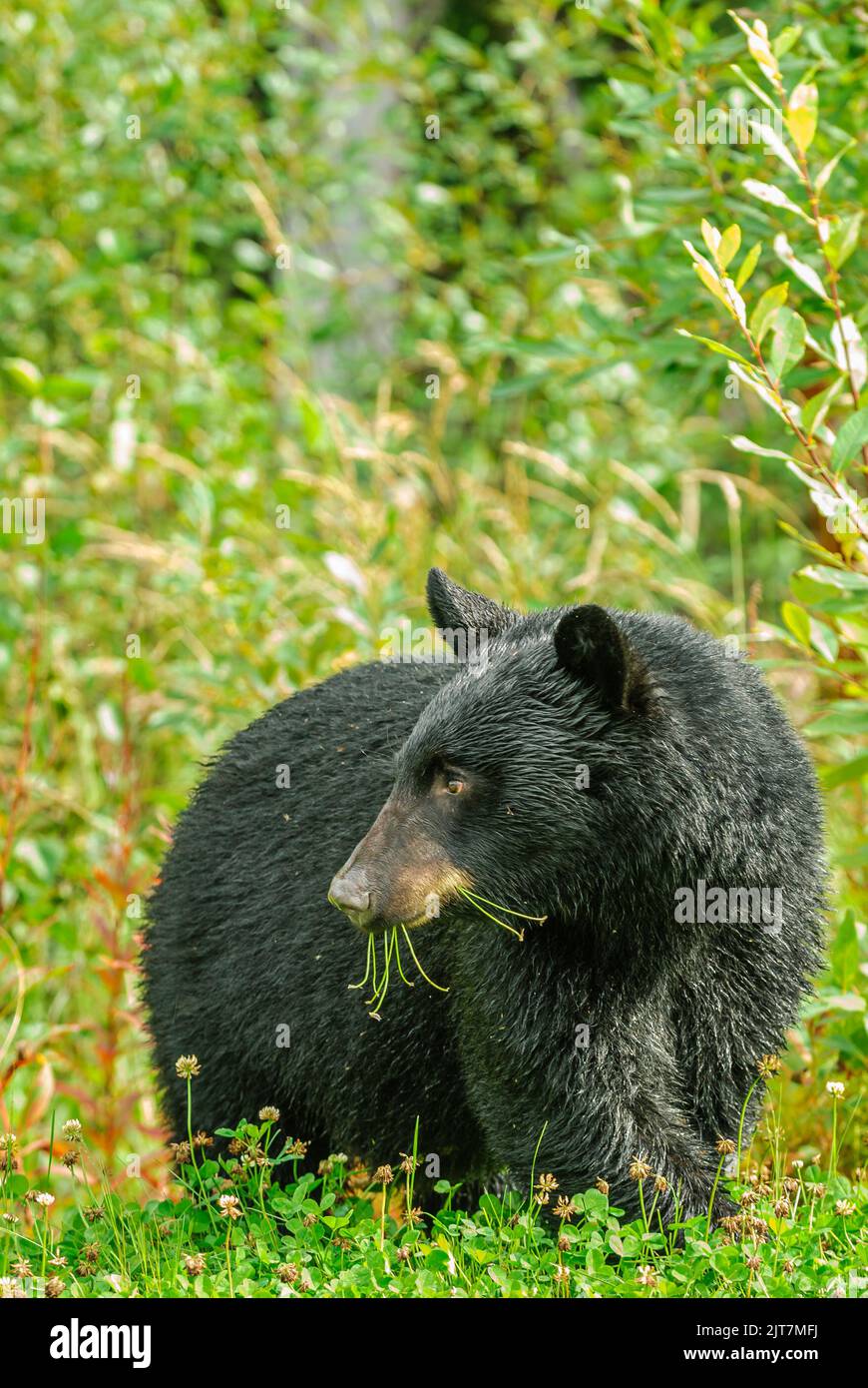 A black bear (Ursus americanus) eating clover Stock Photo - Alamy