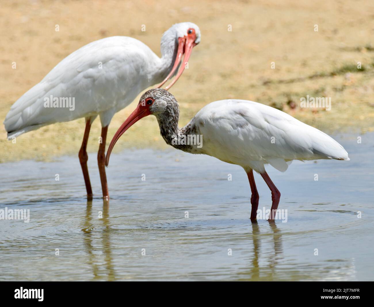 American white ibis (Eudocimus albus) in a shallow pool of water in ...