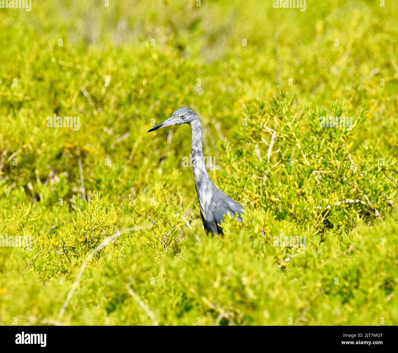 A lone juvenile Little blue heron (Egretta caerulea) among grasses in ...