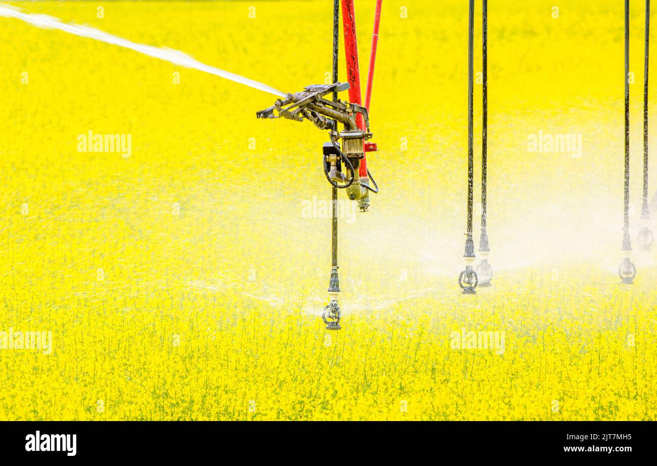 An irrigation sprinkler system spraying water on a field of bright ...