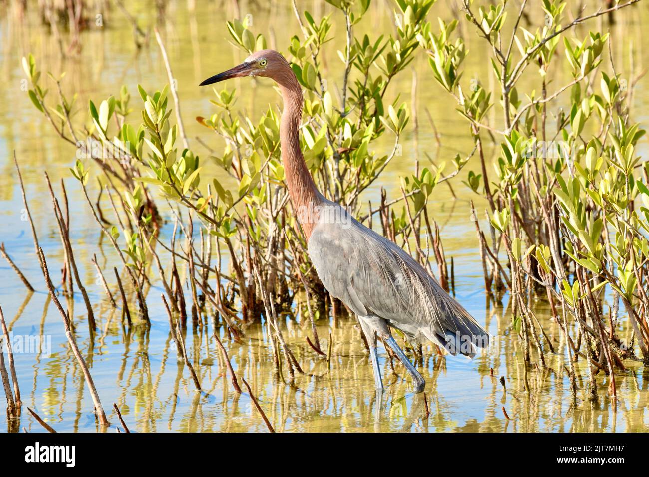 A lone Reddish Egret (Egretta rufescens), wading in shallow water and ...