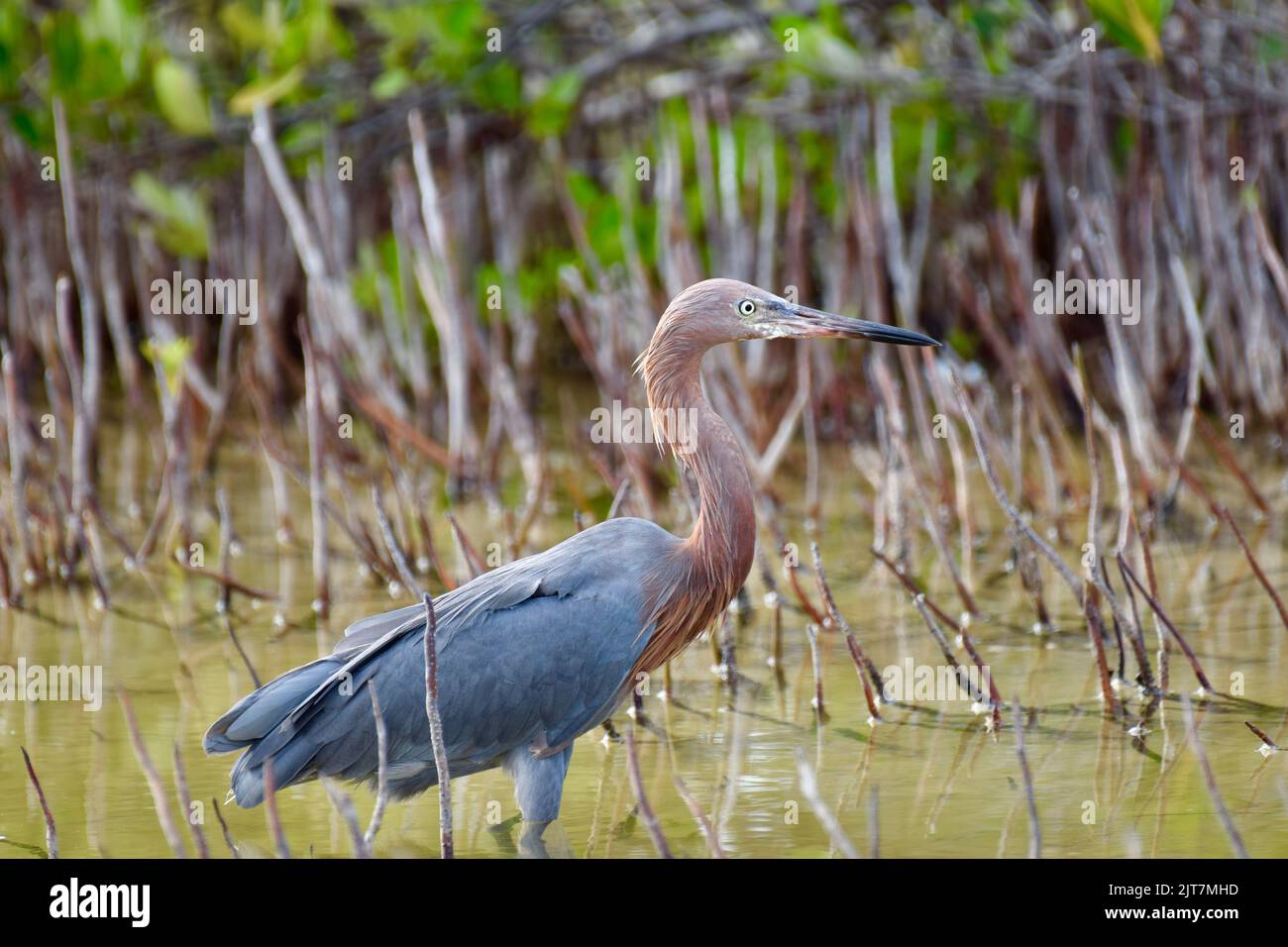 A lone Reddish Egret (Egretta rufescens), wading in shallow water and ...