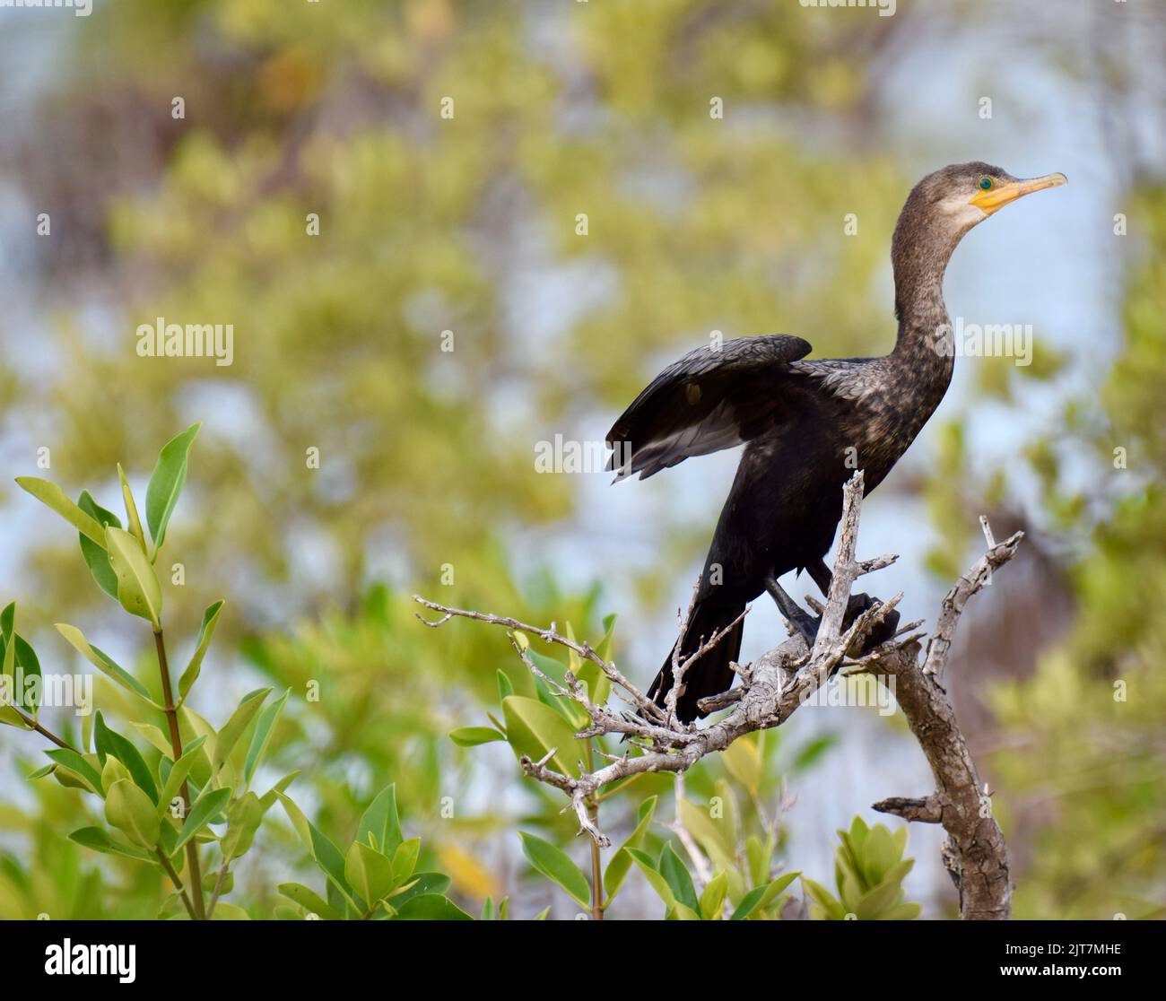 A Neotropic Cormorant (Phalacrocorax brasilianus), aka Shag, perched in ...