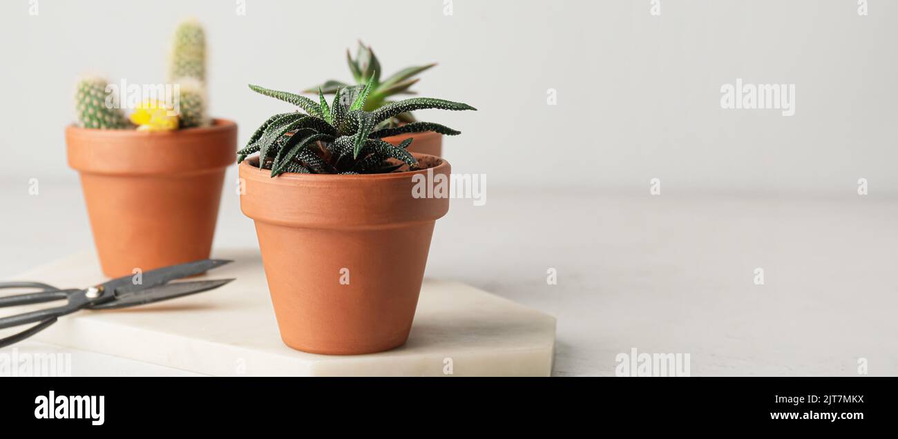 Succulents, cactus and scissors on light background Stock Photo - Alamy