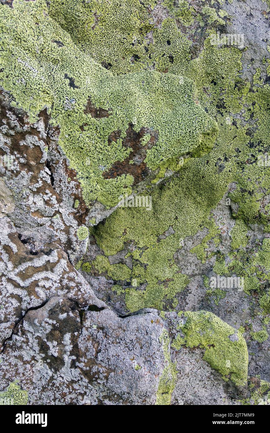 Natural texture of a stone covered with yellow and white lichen. Lichen ...
