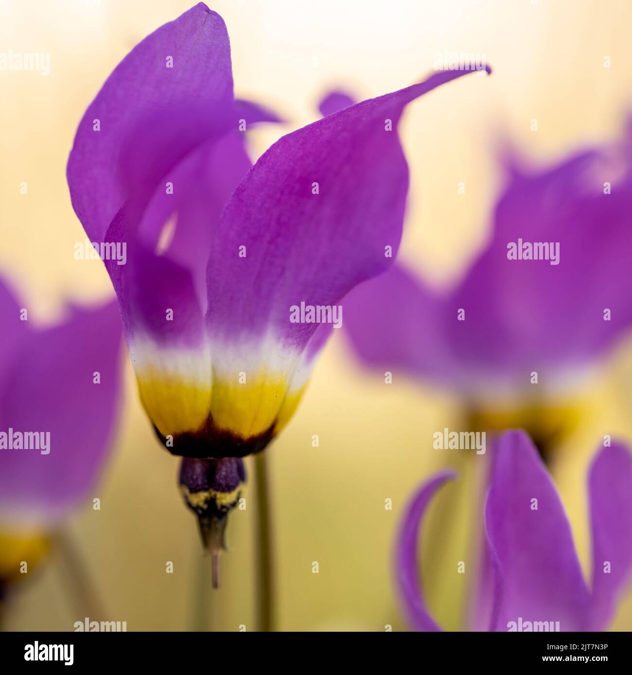 Purple Petals of Shooting Star Bloom in Pinnacles National Park in ...