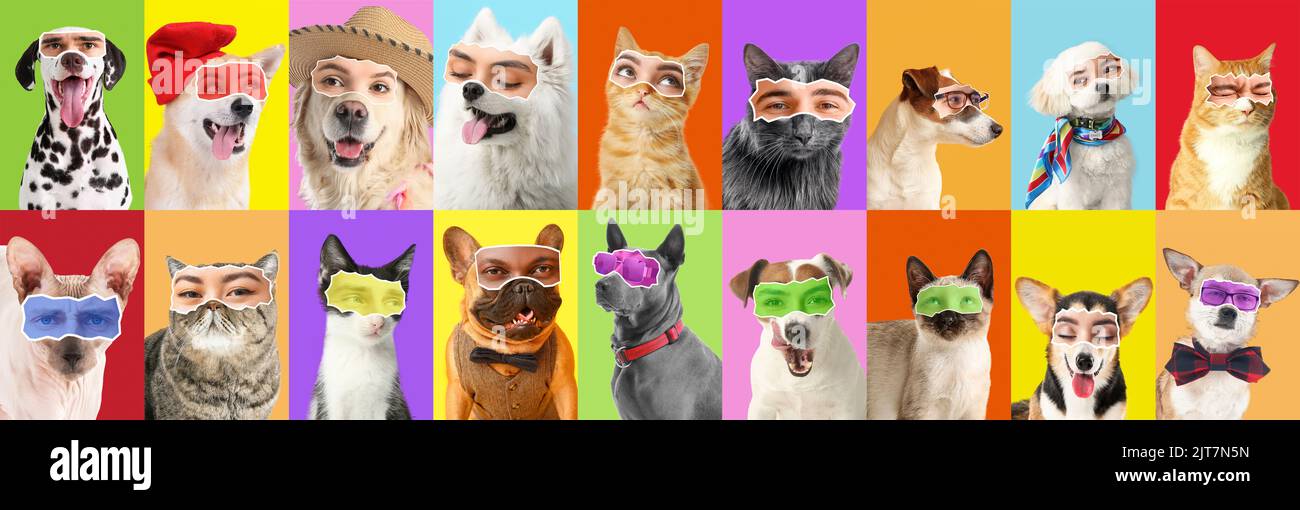 Collage of cats and dogs with human eyes on bright background Stock ...