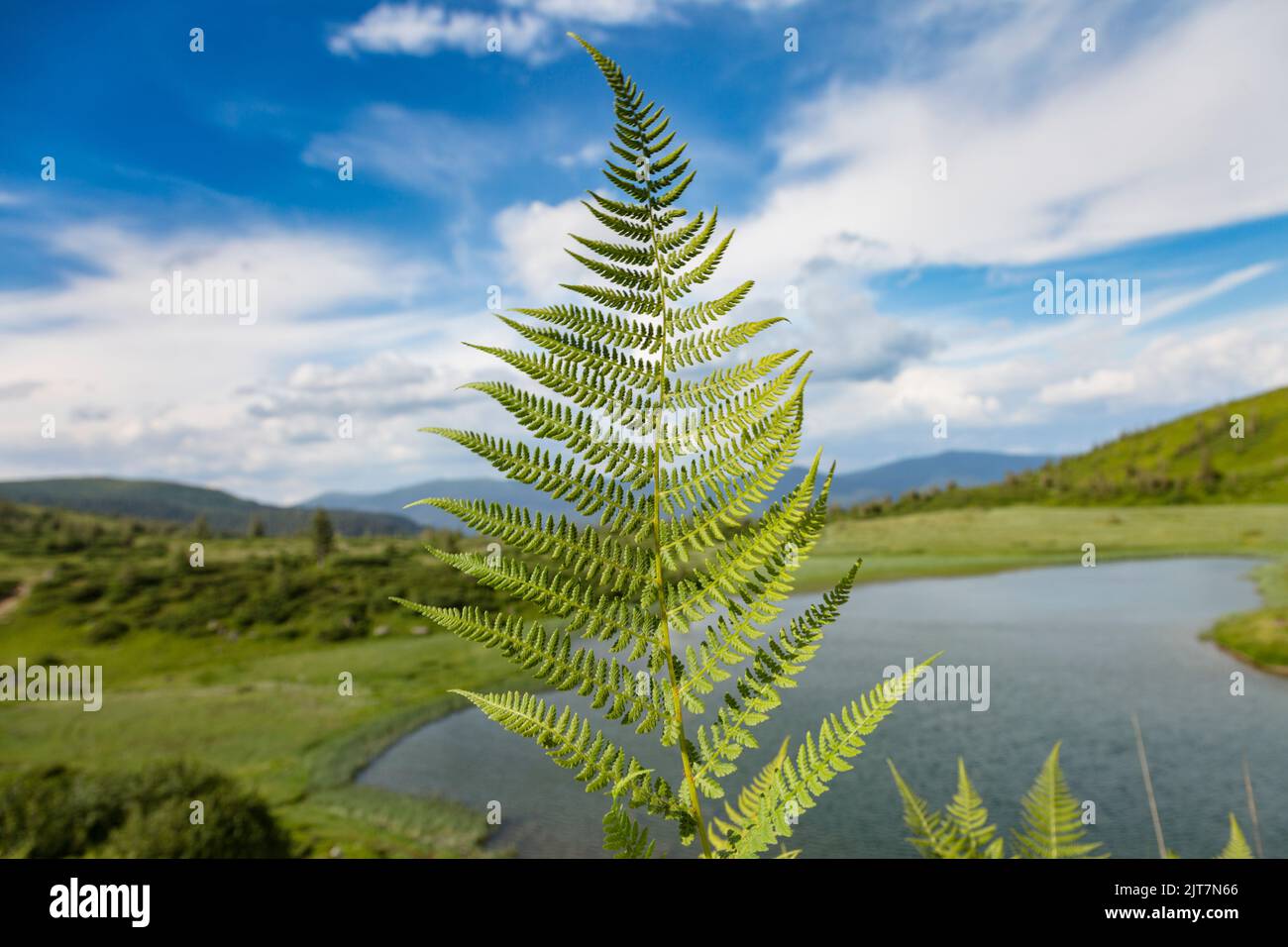 Fern leaf in light green colors on a sky background, greenery branch ...